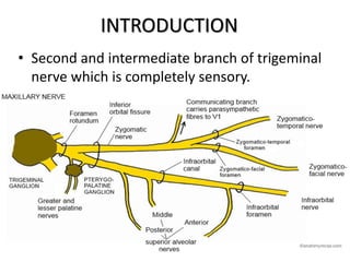 Maxillary Nerve Branches