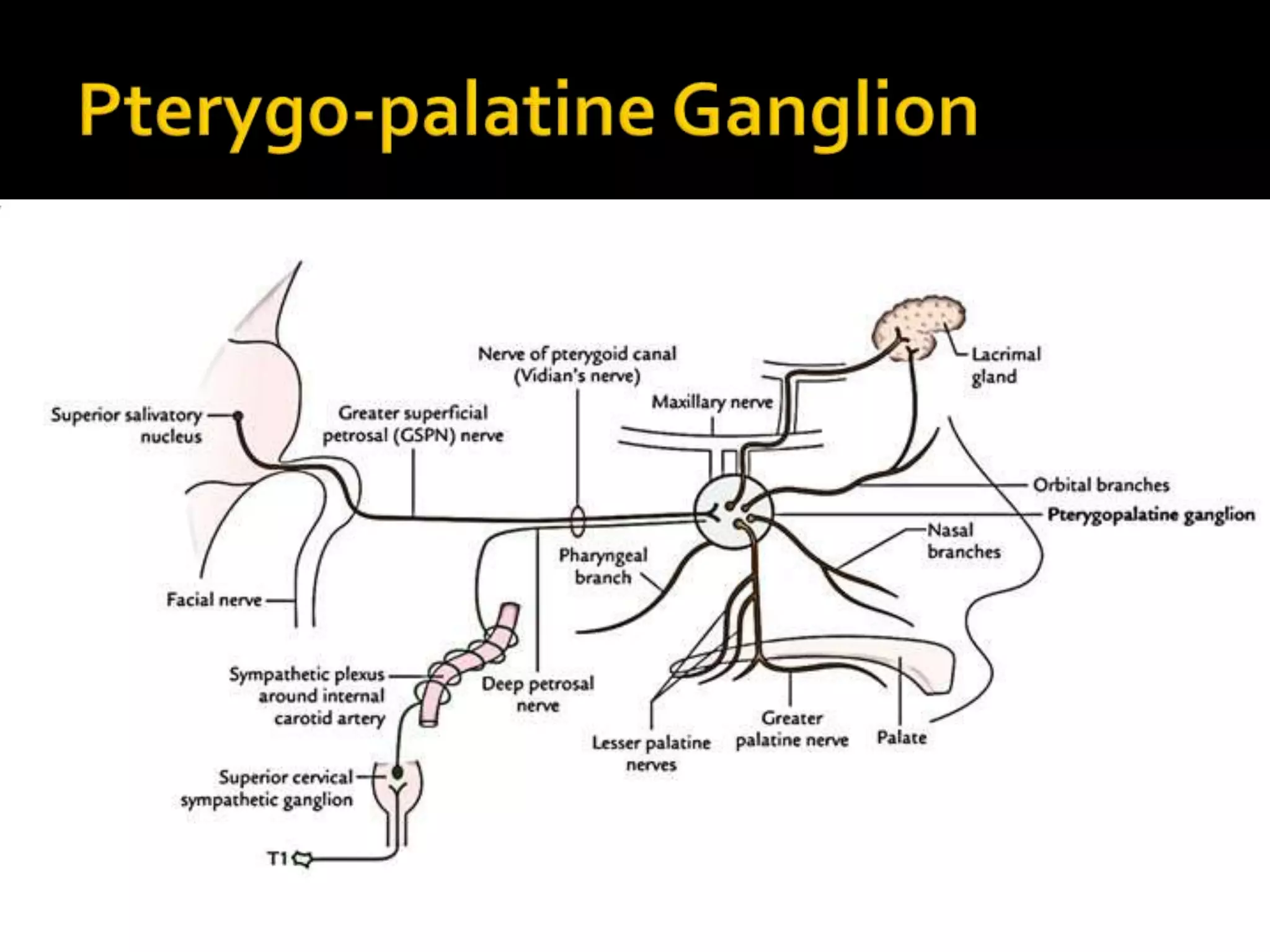 Maxillary Nerve & Pterygopalatine ganglion.pptx