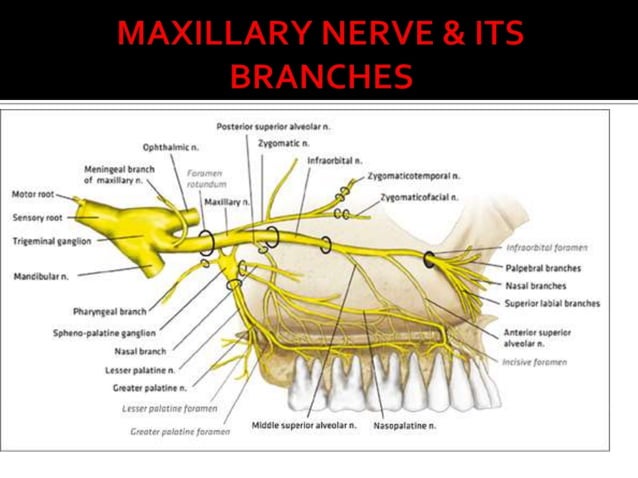 Maxillary Nerve & Pterygopalatine ganglion.pptx