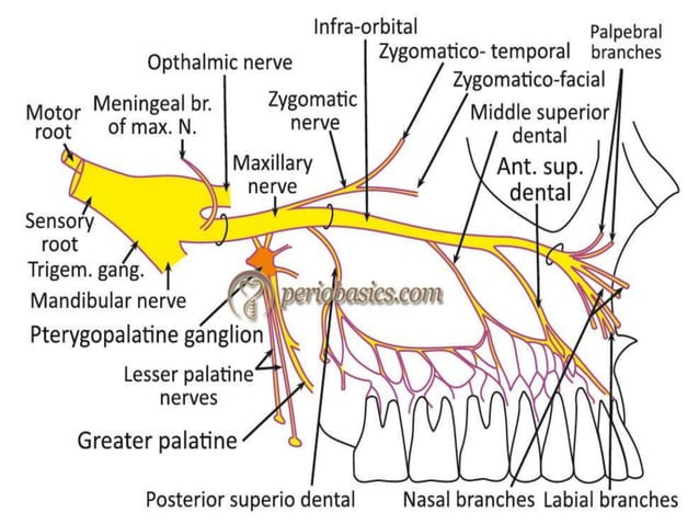 Maxillary Nerve & Pterygopalatine ganglion.pptx