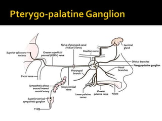 Pterygopalatine Ganglion
