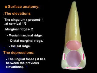 Maxillary permanent incisors | PPT