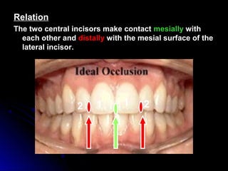 Maxillary permanent incisors | PPT