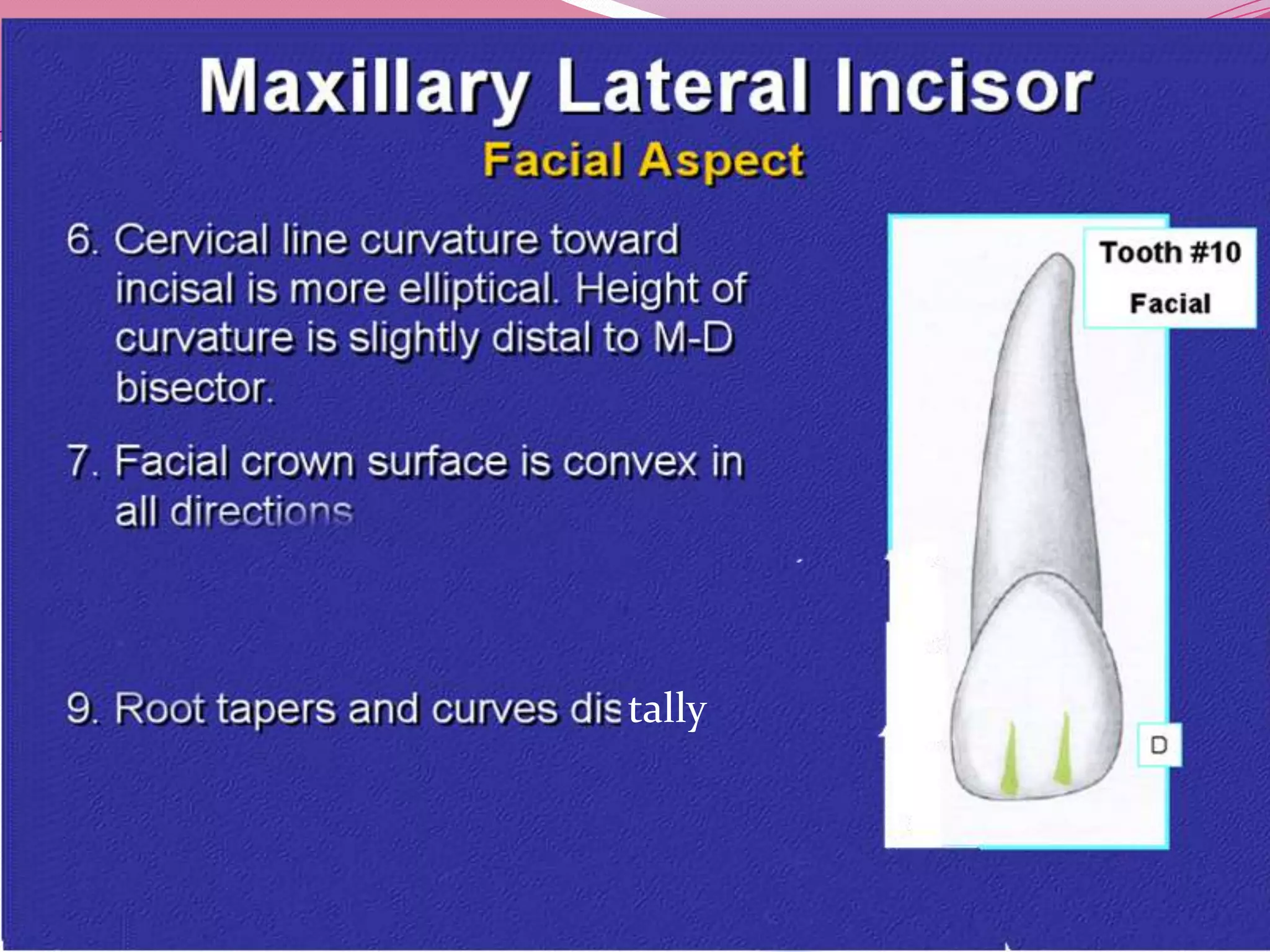 Maxillary permenent lateral incisor | PPT