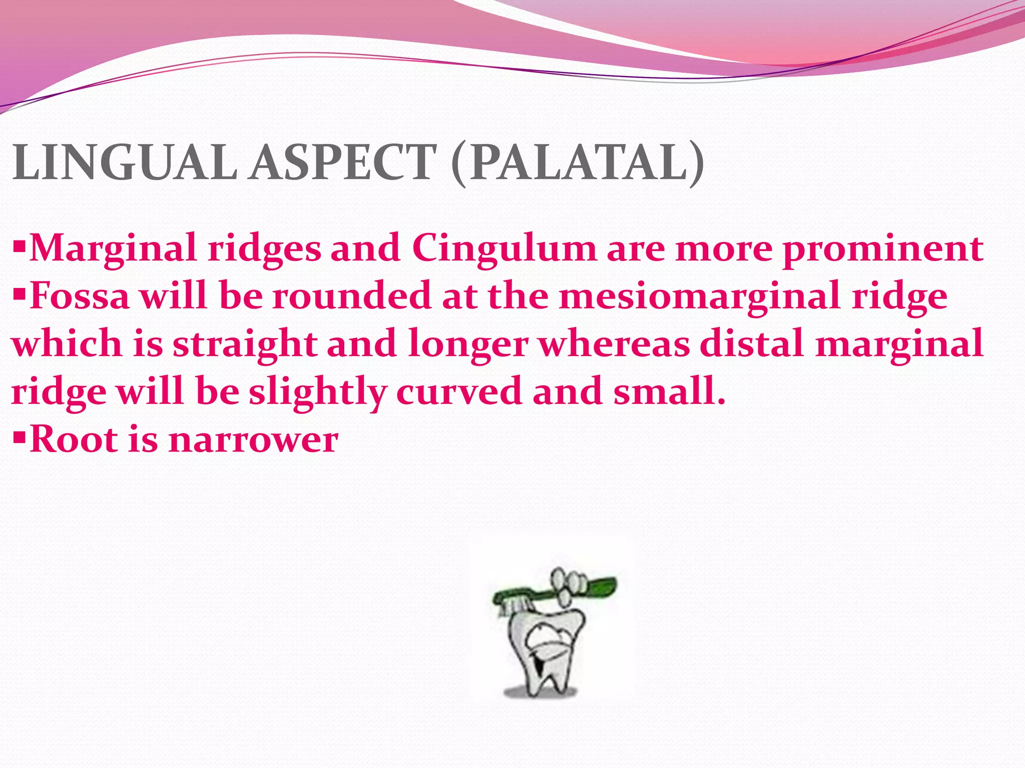 Maxillary permenent lateral incisor | PPT