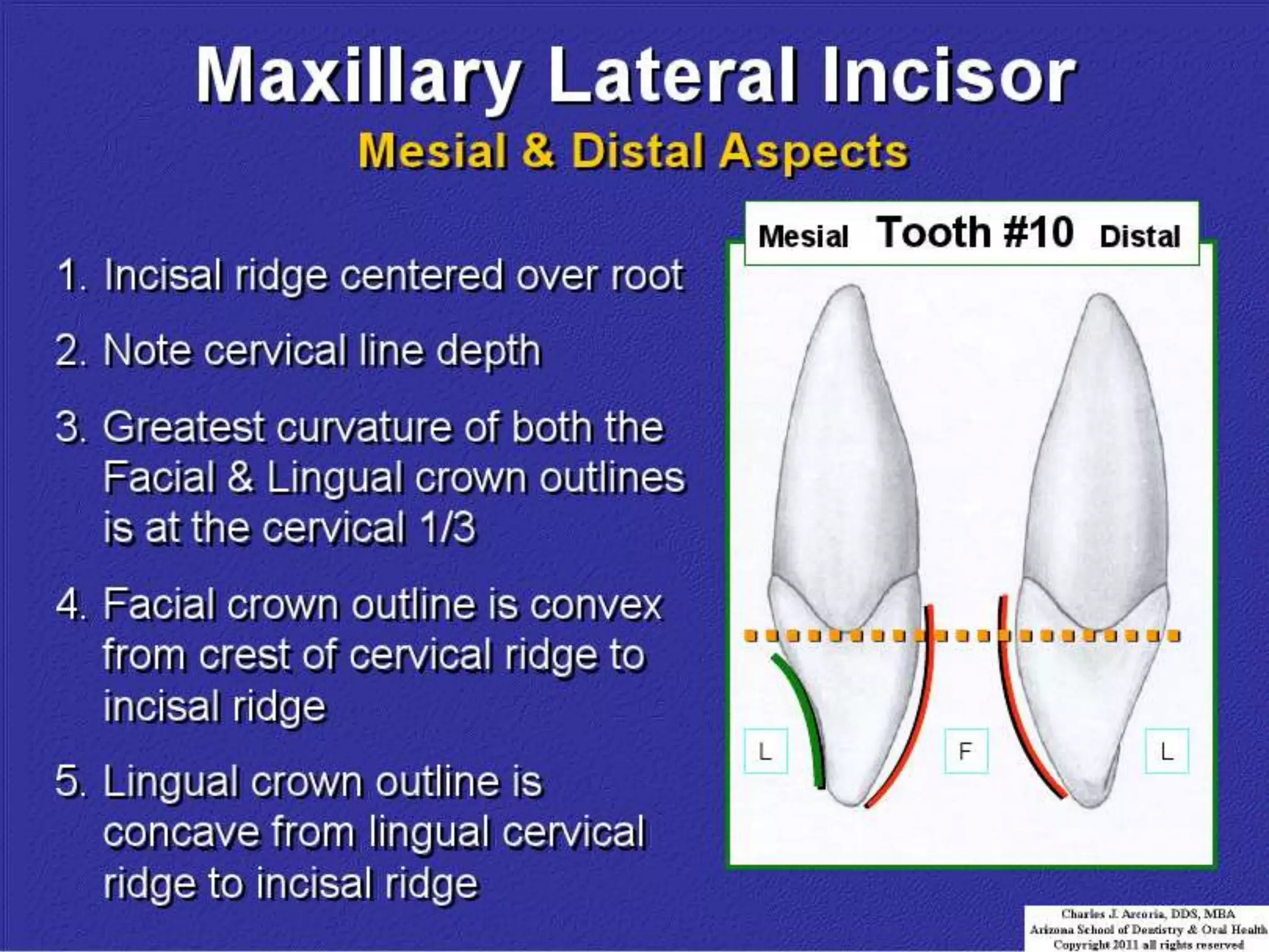 Maxillary permenent lateral incisor | PPT