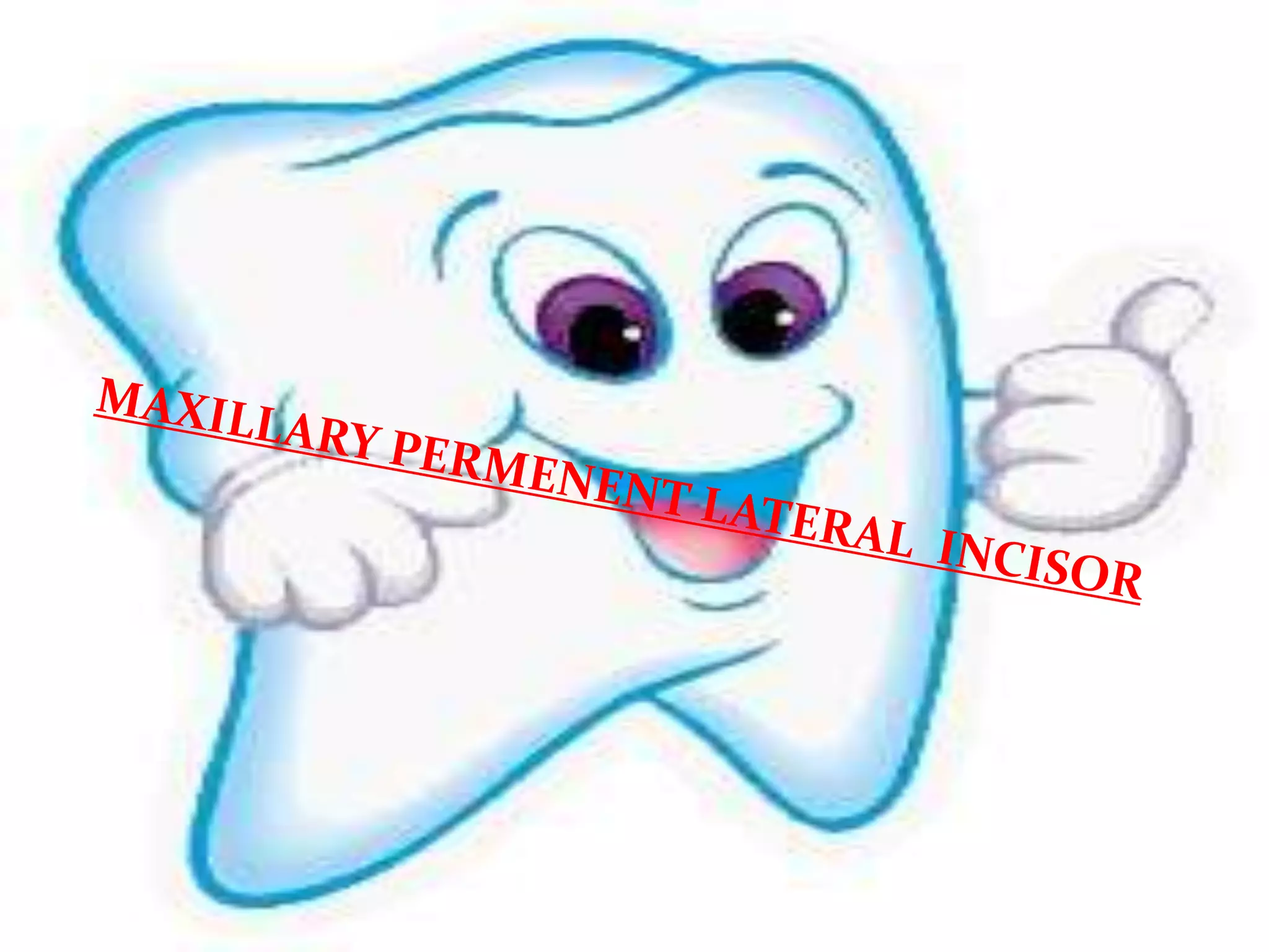Maxillary permenent lateral incisor | PPT
