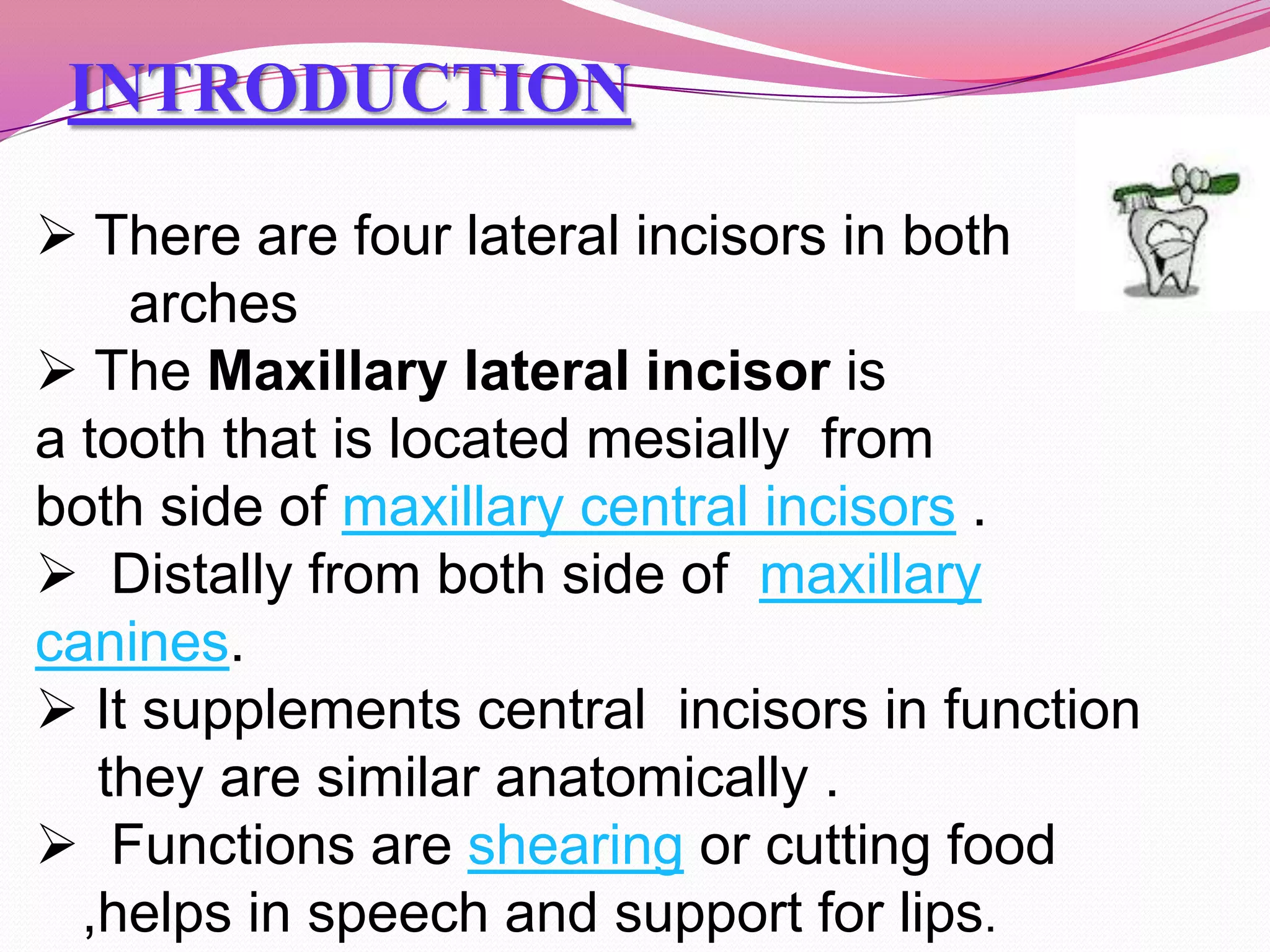 Maxillary permenent lateral incisor | PPT