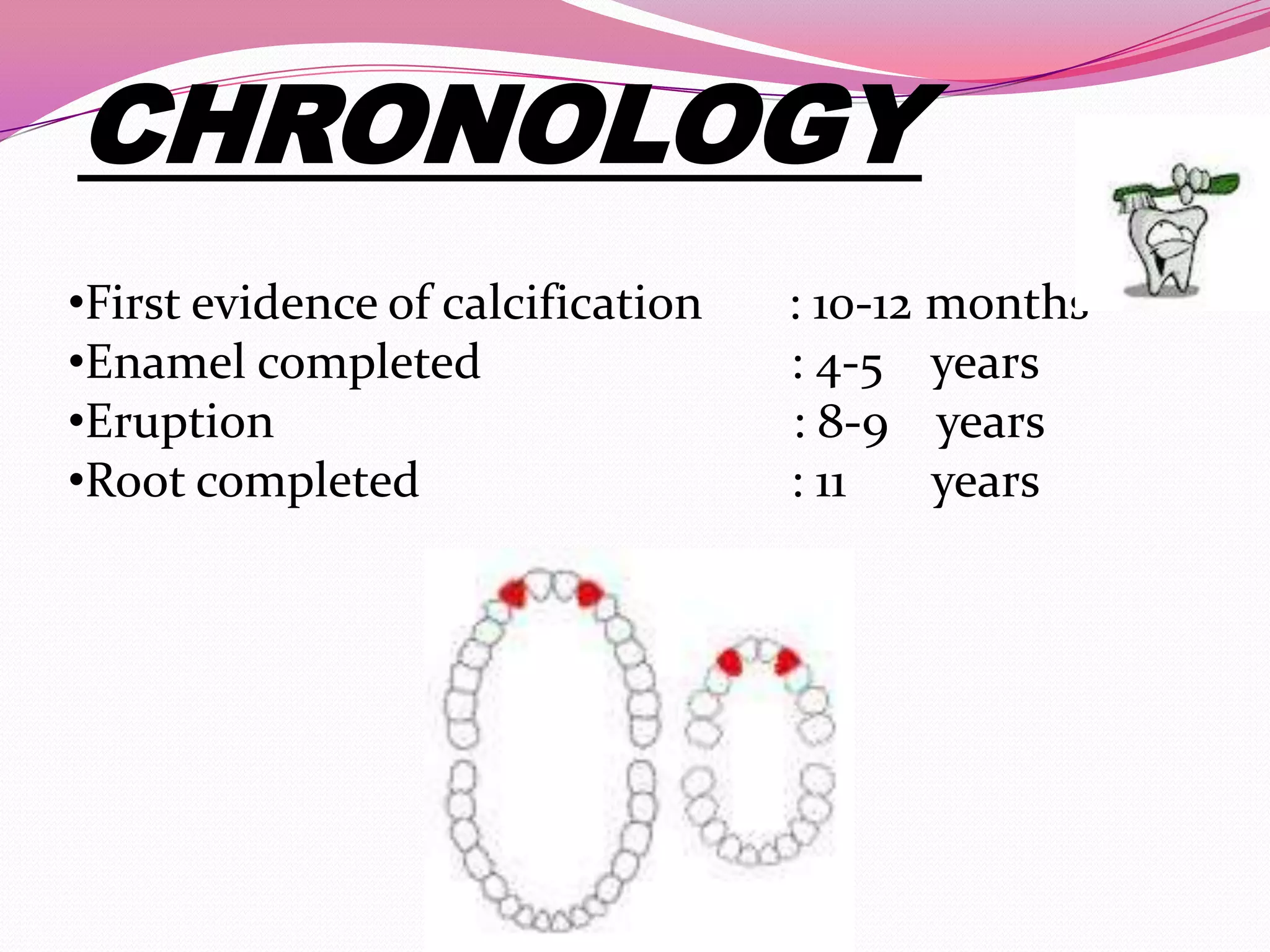 Maxillary permenent lateral incisor | PPT