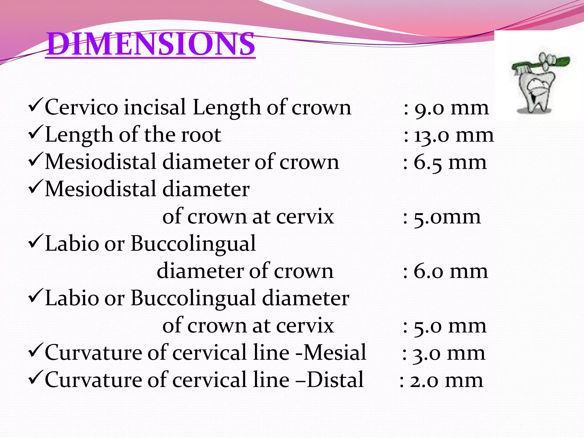 Maxillary permenent lateral incisor | PPT