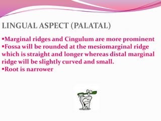 Maxillary permenent lateral incisor | PPT