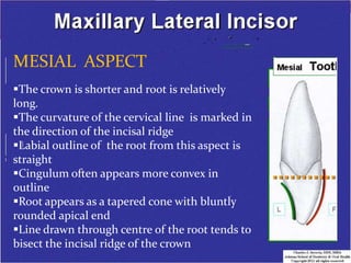 Maxillary permenent lateral incisor | PPT