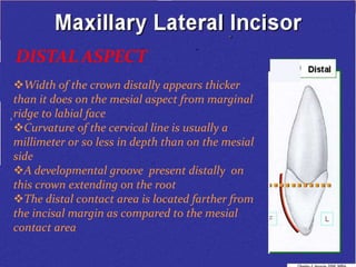 Maxillary permenent lateral incisor | PPT