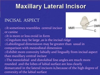 Maxillary permenent lateral incisor | PPT