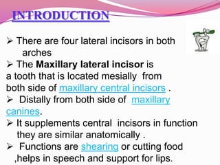 Maxillary permenent lateral incisor | PPT