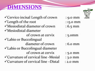Maxillary permenent lateral incisor | PPT