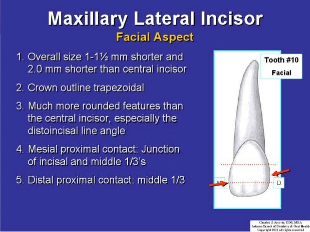 Maxillary permenent lateral incisor