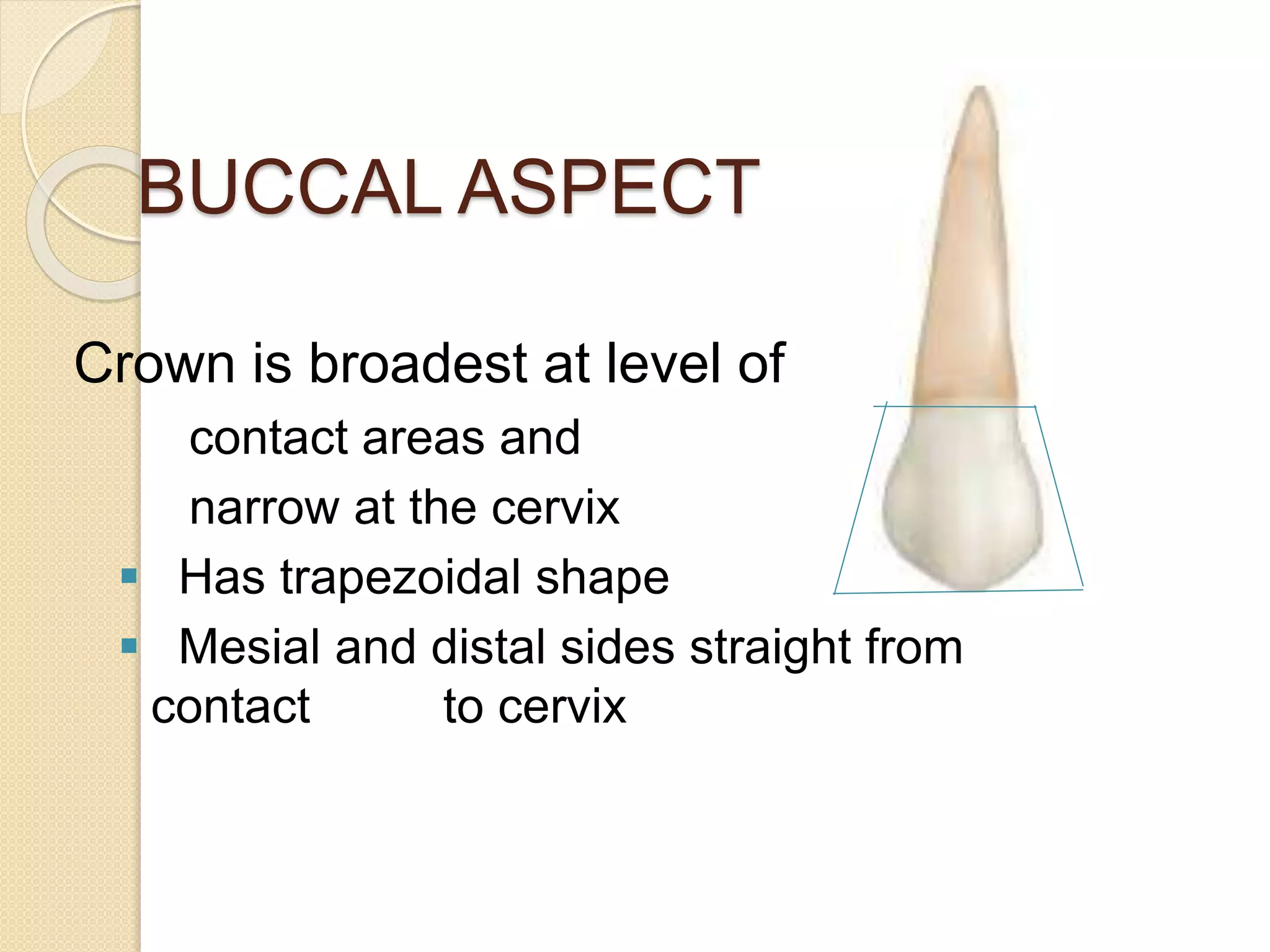 PERMANENT MAXILLARY PREMOLARS | PPTX