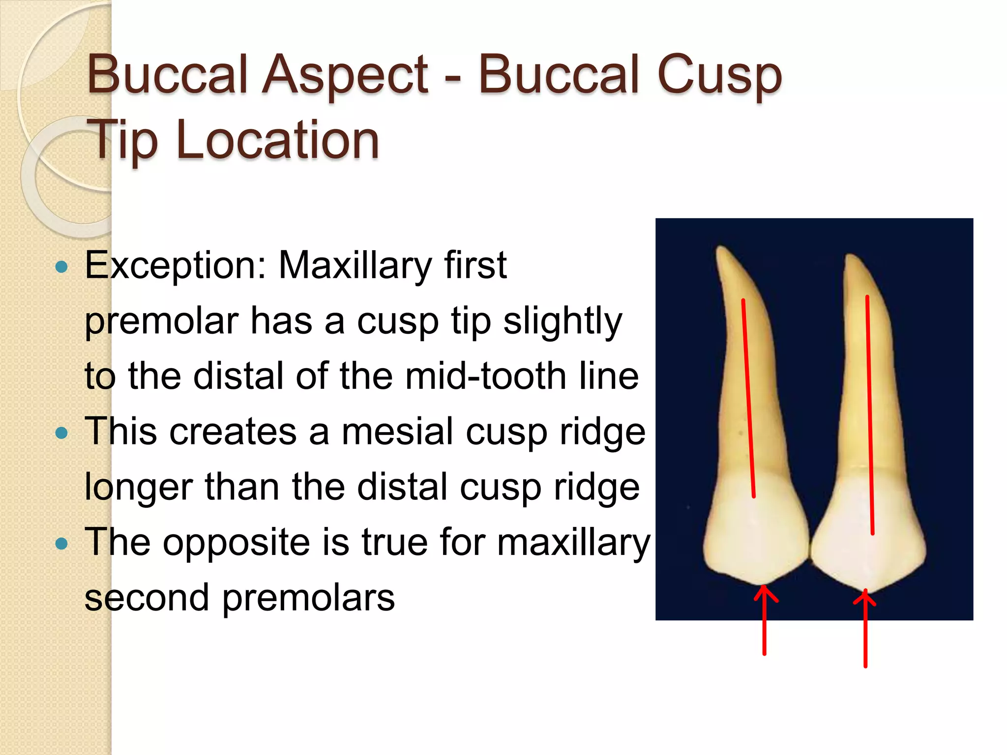 PERMANENT MAXILLARY PREMOLARS | PPTX