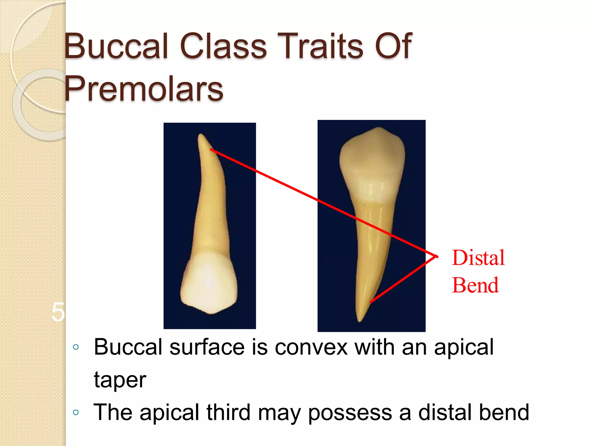 PERMANENT MAXILLARY PREMOLARS | PPTX