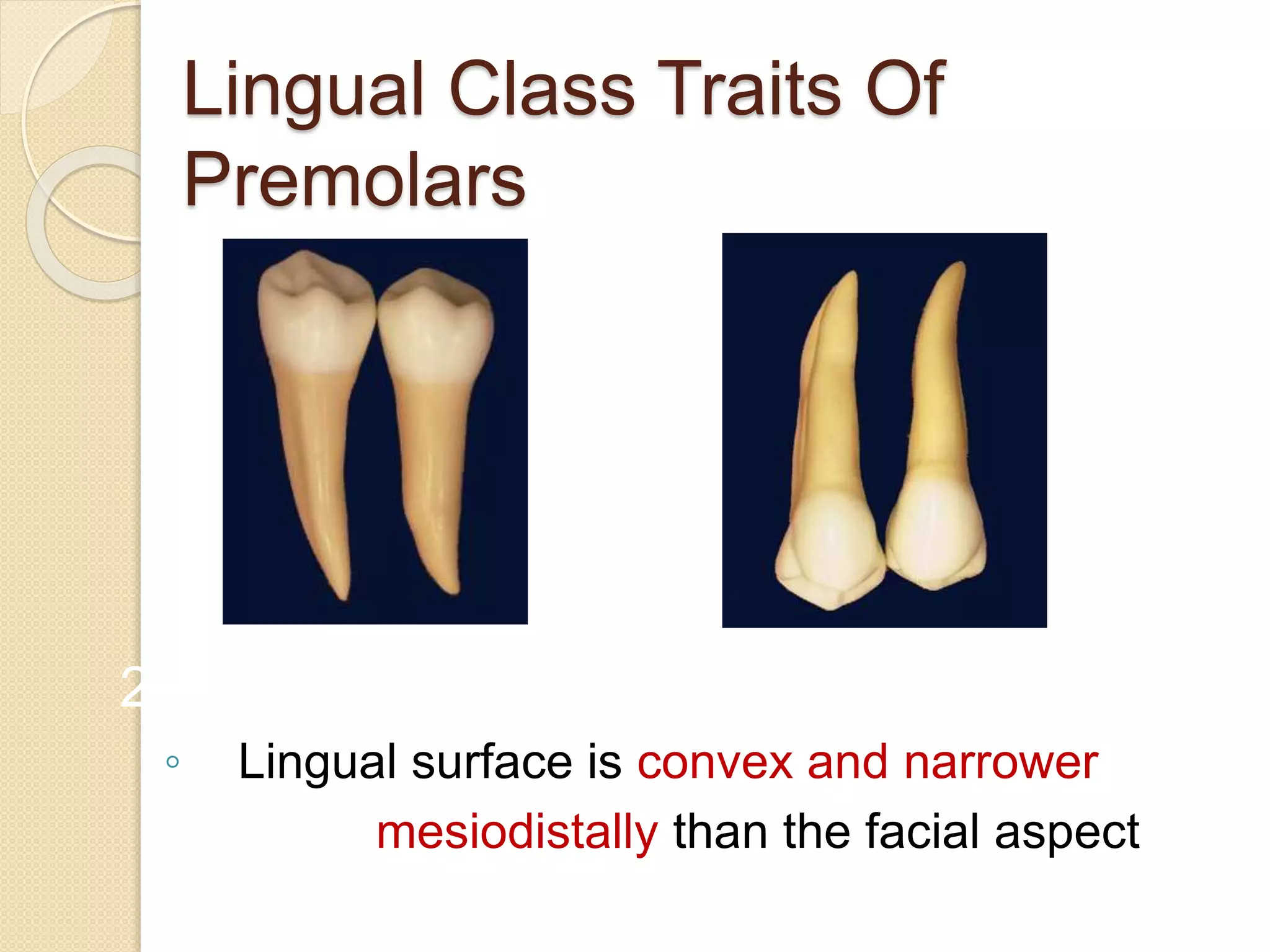 PERMANENT MAXILLARY PREMOLARS | PPTX