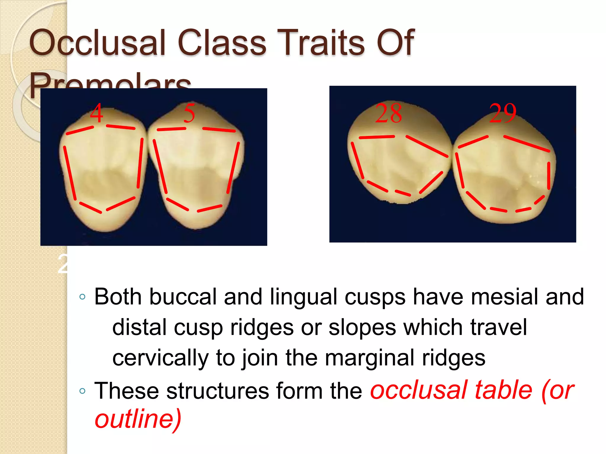 PERMANENT MAXILLARY PREMOLARS | PPTX