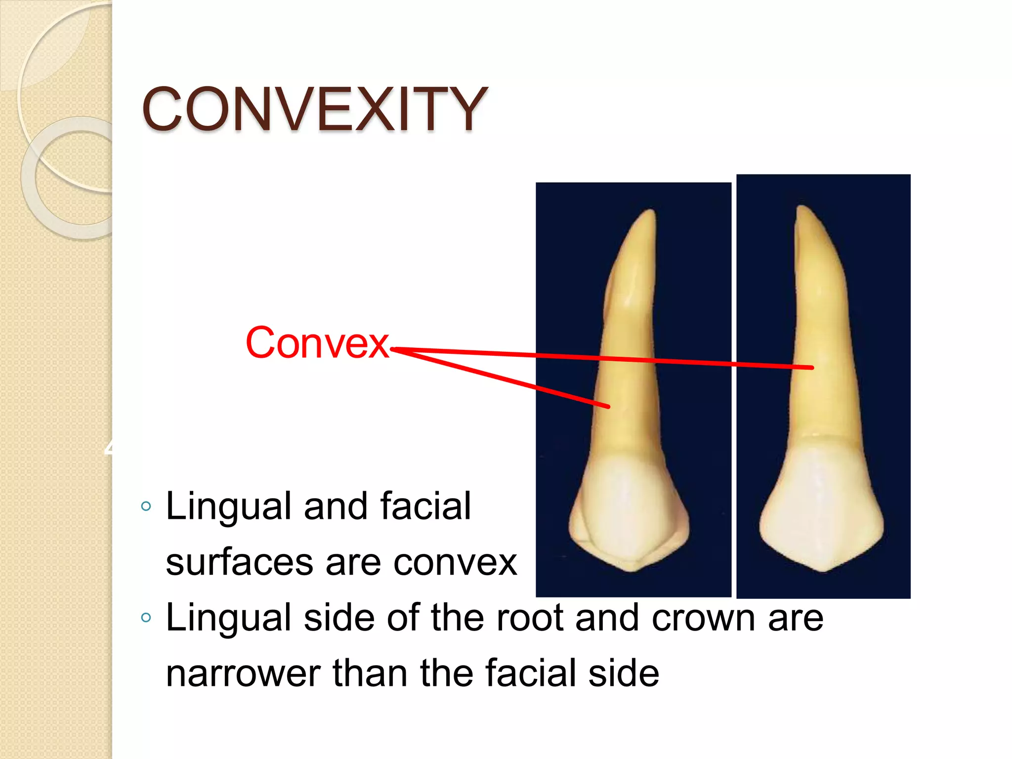 PERMANENT MAXILLARY PREMOLARS | PPTX