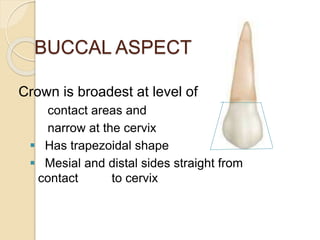 PERMANENT MAXILLARY PREMOLARS | PPTX