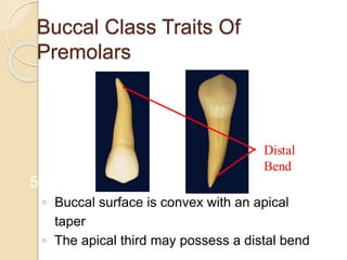 PERMANENT MAXILLARY PREMOLARS | PPTX