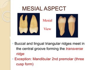 PERMANENT MAXILLARY PREMOLARS | PPTX