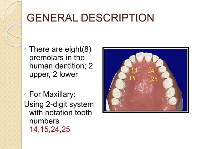 PERMANENT MAXILLARY PREMOLARS | PPTX