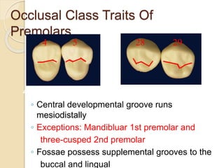 PERMANENT MAXILLARY PREMOLARS | PPTX