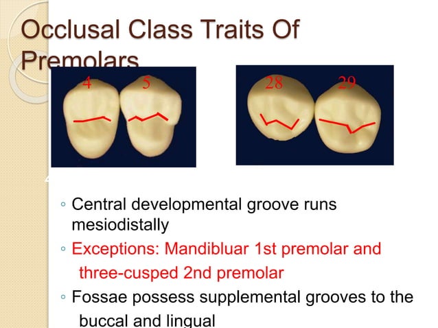 PERMANENT MAXILLARY PREMOLARS | PPTX