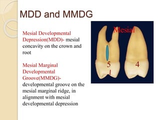 PERMANENT MAXILLARY PREMOLARS | PPTX