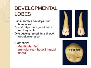 PERMANENT MAXILLARY PREMOLARS | PPTX