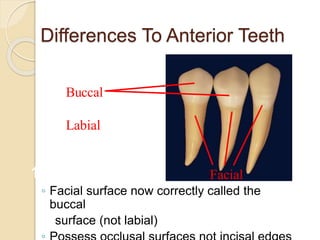 PERMANENT MAXILLARY PREMOLARS | PPTX