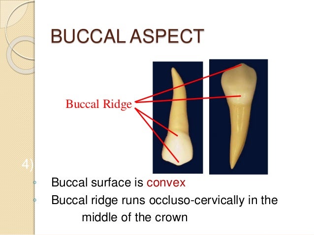 PERMANENT MAXILLARY PREMOLARS