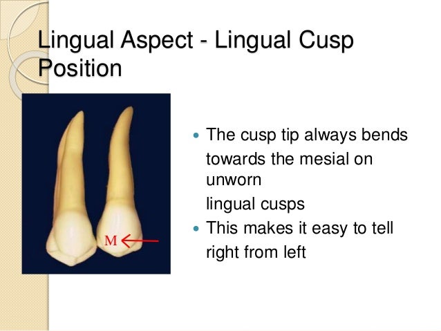 PERMANENT MAXILLARY PREMOLARS