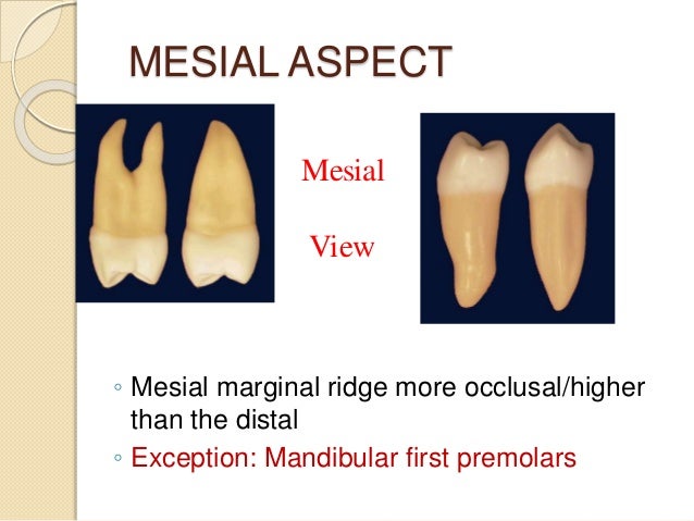 PERMANENT MAXILLARY PREMOLARS