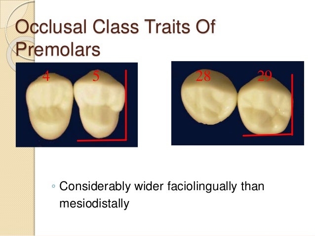 Maxillary Second Premolar Anatomy
