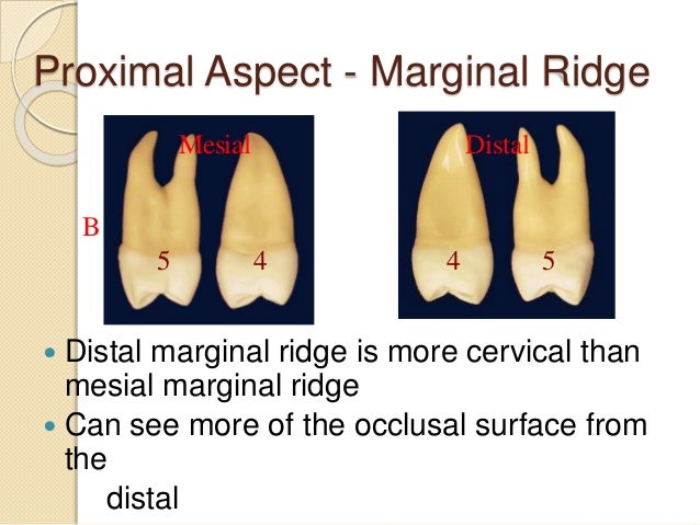 PERMANENT MAXILLARY PREMOLARS
