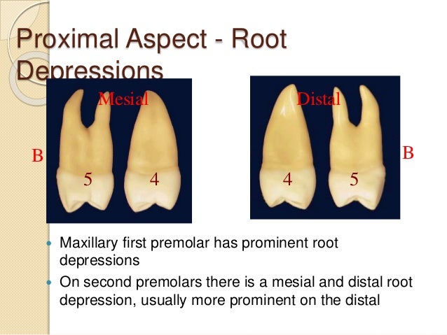 PERMANENT MAXILLARY PREMOLARS