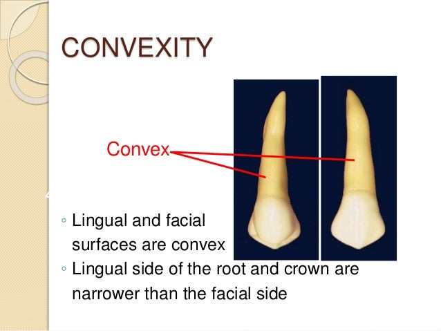 PERMANENT MAXILLARY PREMOLARS