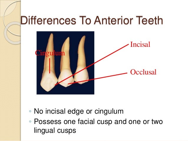 PERMANENT MAXILLARY PREMOLARS