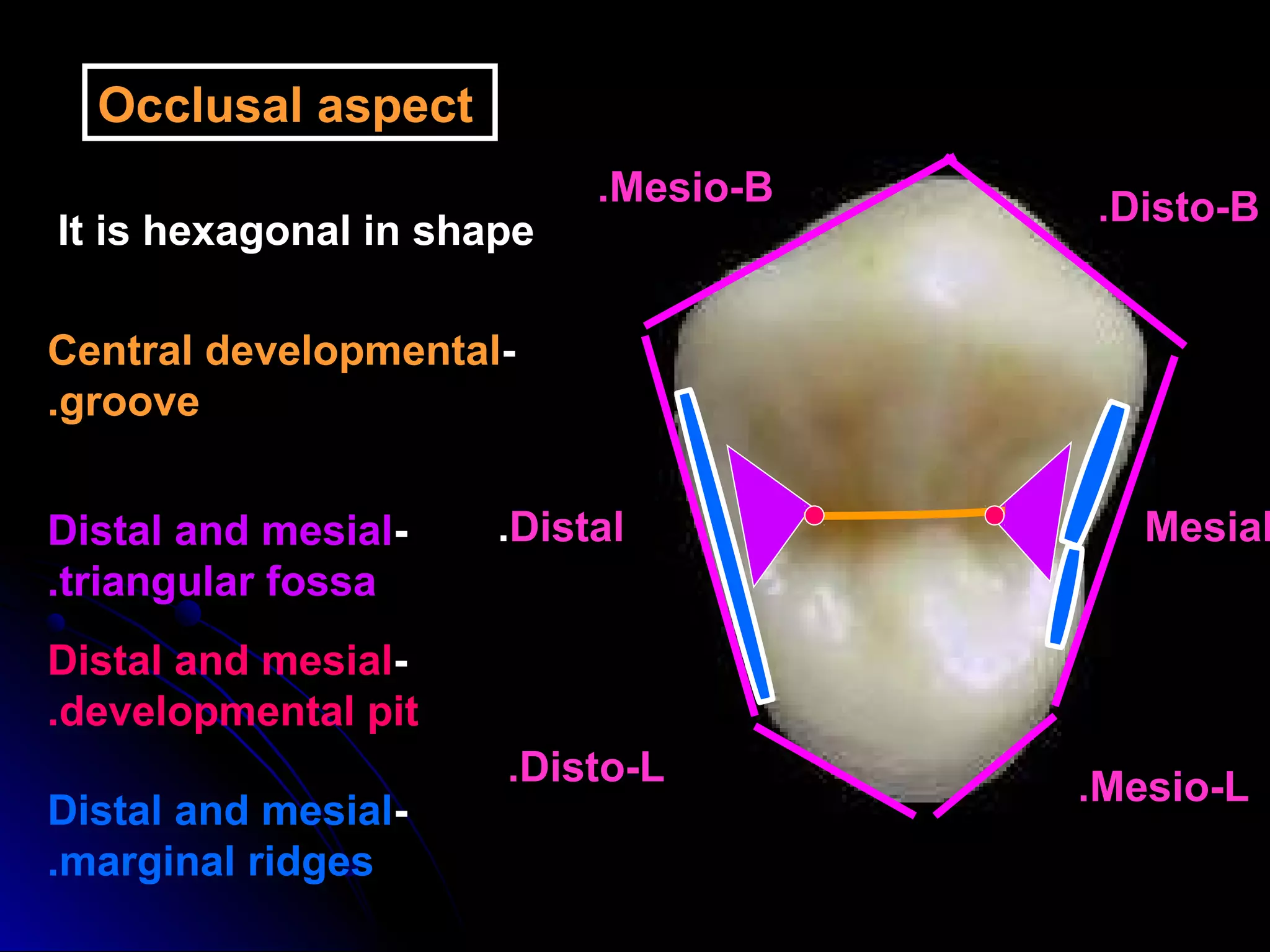 Maxillary Premolars | PPT