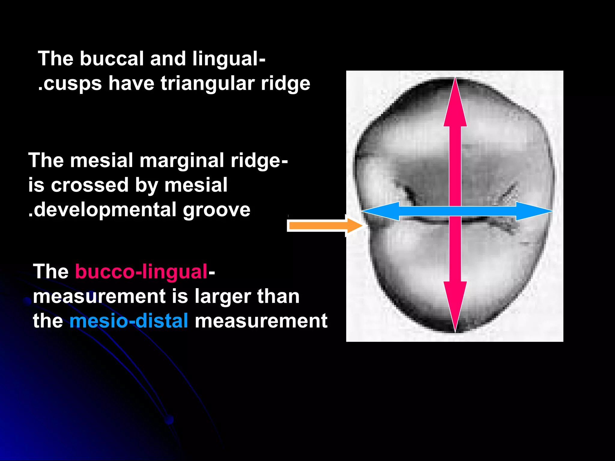 Maxillary Premolars | PPT