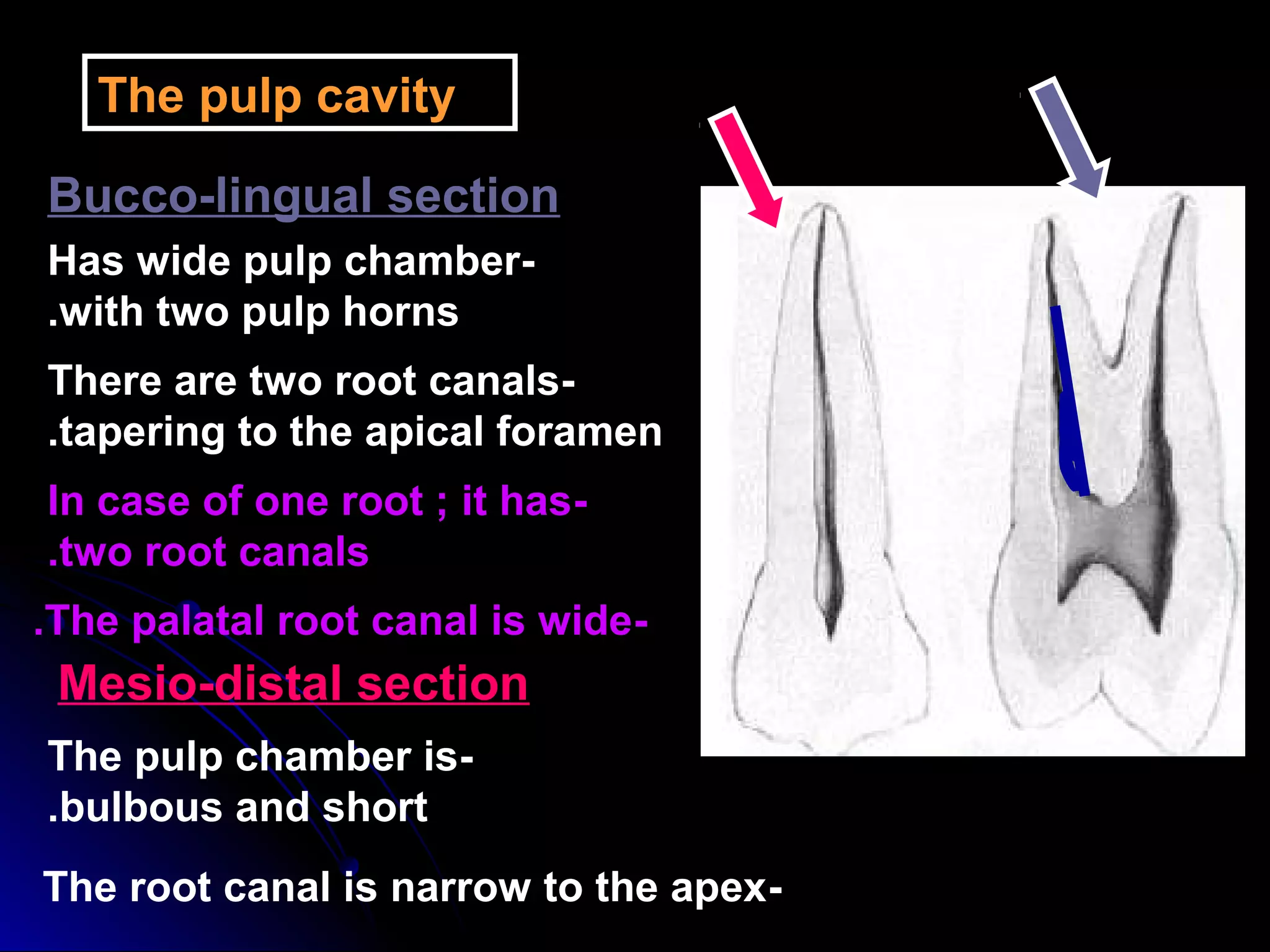 Maxillary Premolars | PPT