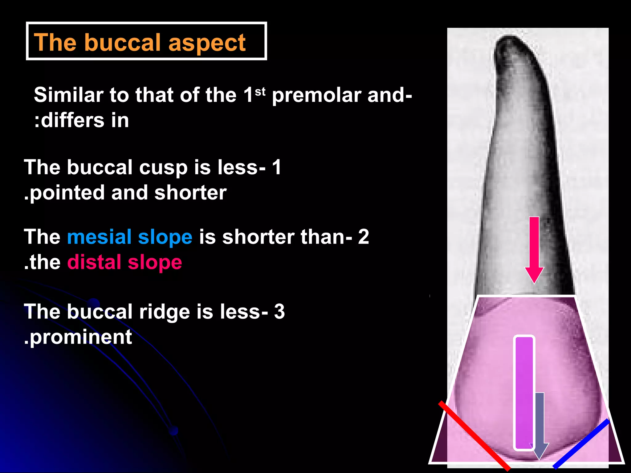 Maxillary Premolars | PPT