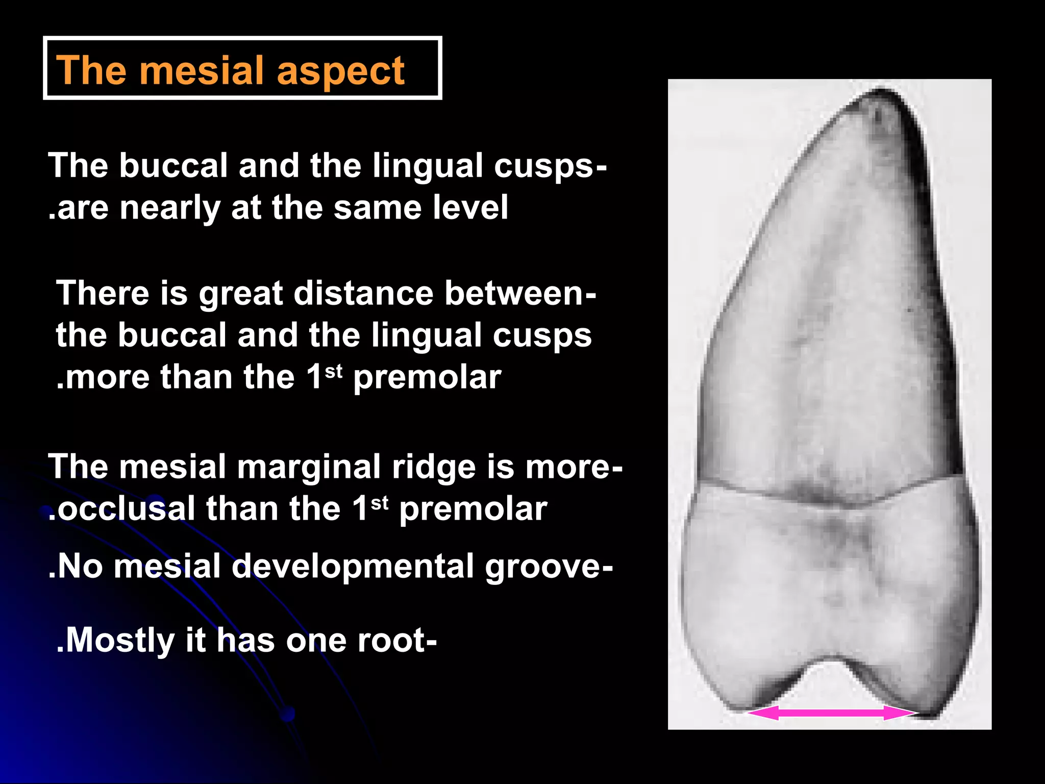 Maxillary Premolars | PPT