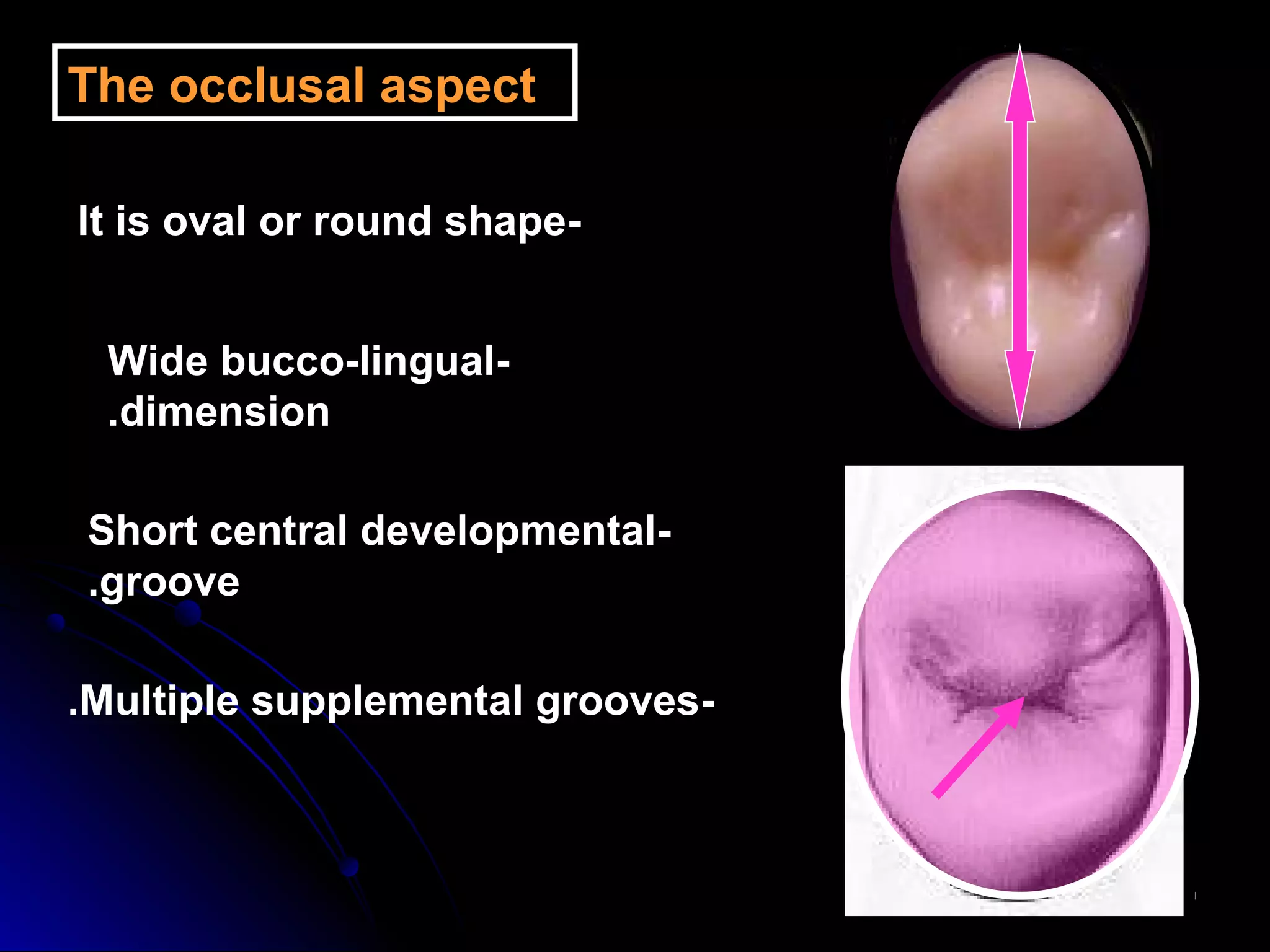 Maxillary Premolars | PPT